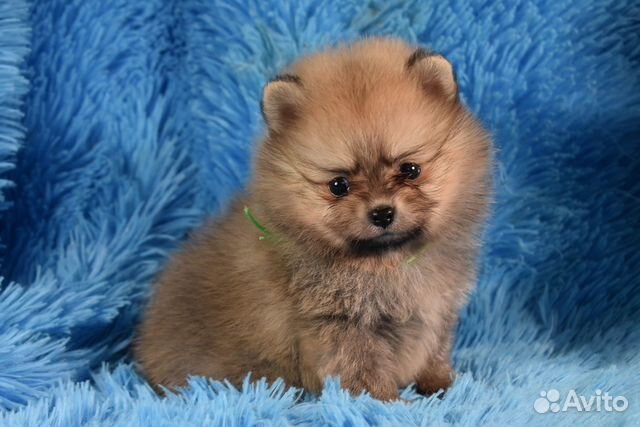 Шпиц - курносый рыжик