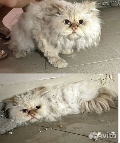Персидский кот