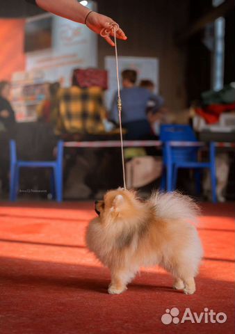 Кобель мини пома на вязку