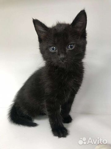 Котятки в добрые руки