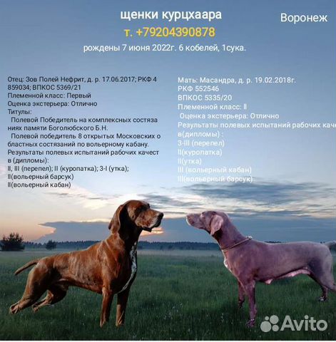 Щенки курцхаар охотничьи от рабочих родителей