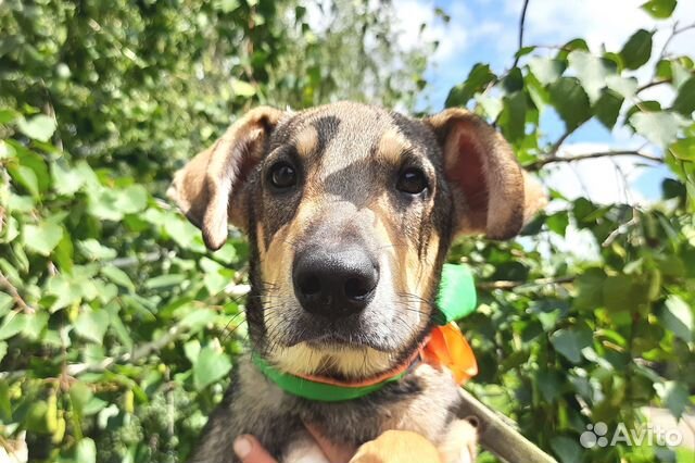 Ринго - маленький философ