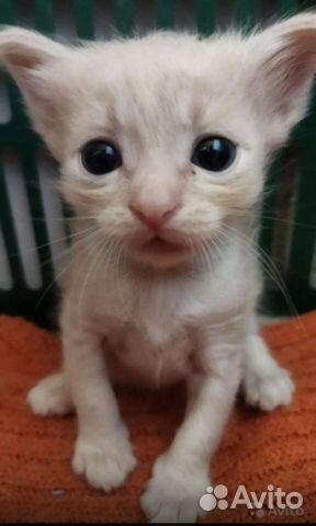 Котята 1 месяц был 31 июля. бесплатно в