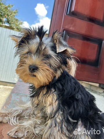 Йоркширский терьер щенки
