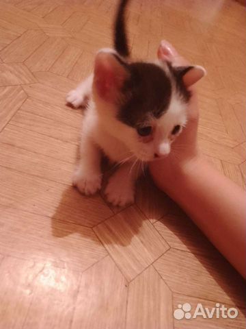 Отдаем котят