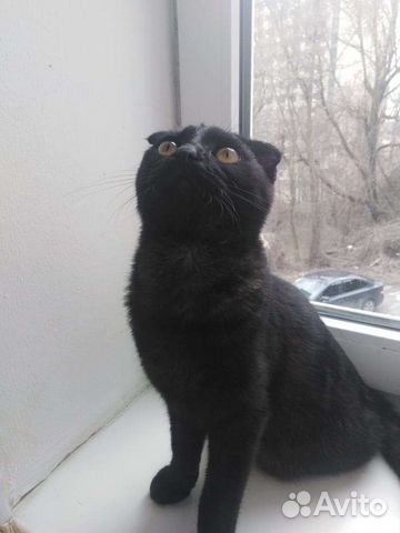 Британский кот