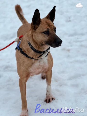 Чудесная собака Василиса из приюта