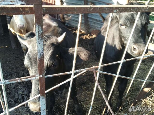 Тёлки год и 3 месяца