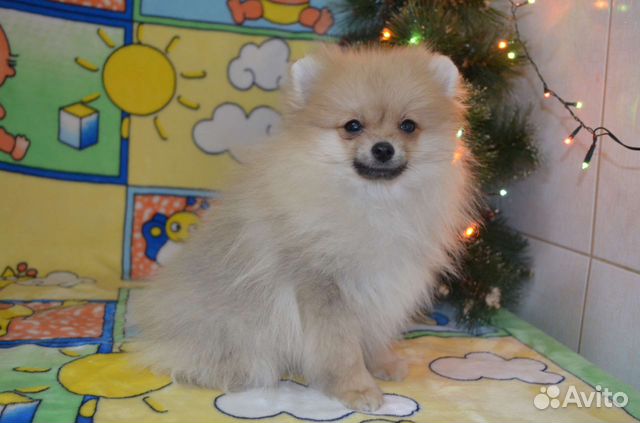 Померанский шпиц девочка