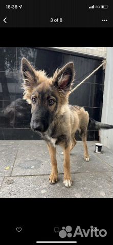 Бельгийская овчарка