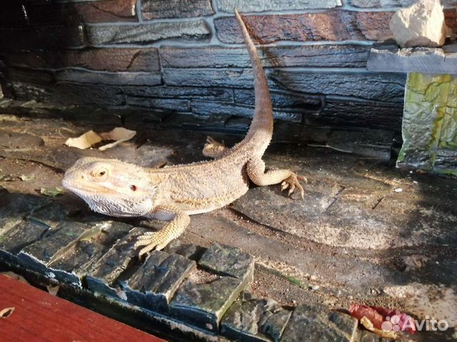 Бородатая агама самец