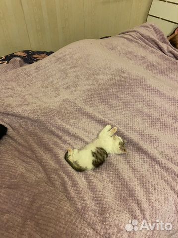 Котёнок