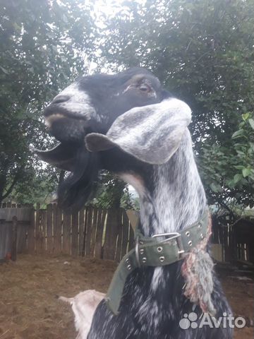 Нубийский козёл чп