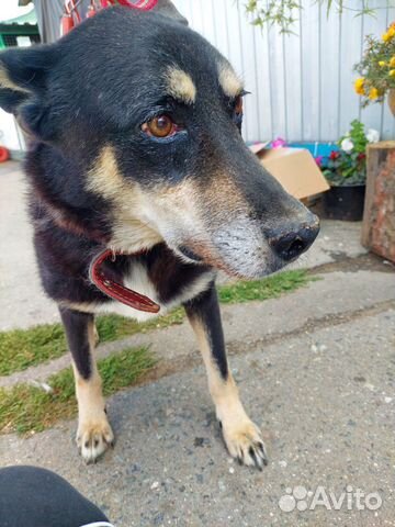 Беззубику Лаки очень нужен дом и любая помощь