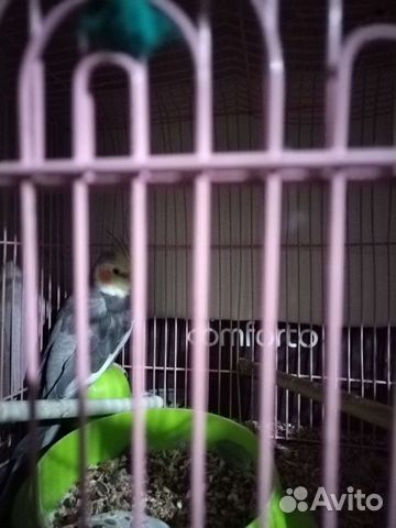 Попугай корелла с клеткой год попугаю