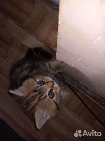 Шотландские прямоухие котята