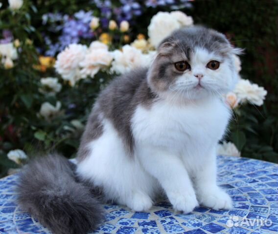 Шотландский котик