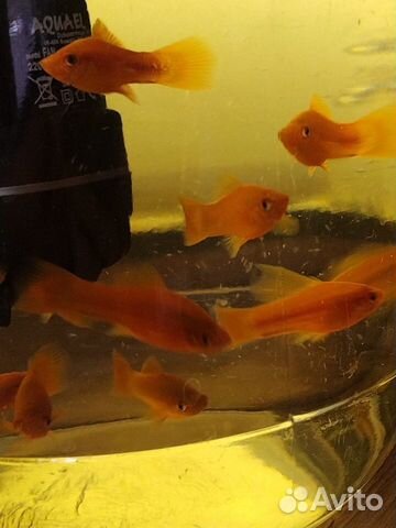 Меняю рыбок