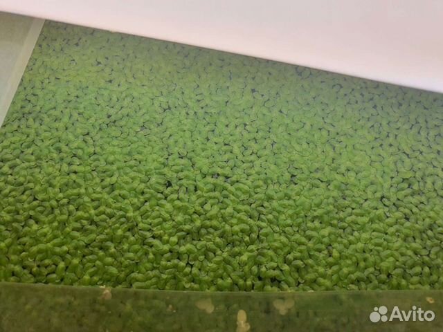 Растение для аквариума ряска