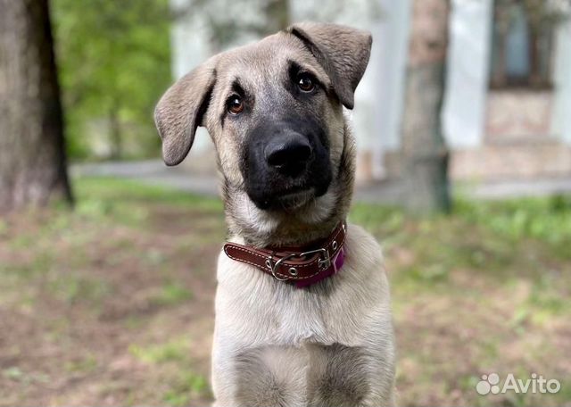 Добродушной щенок ищет дом