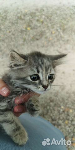 Маленькие котята ищут дом