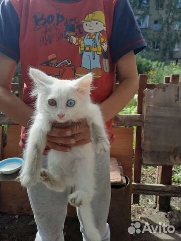 Кошки бесплатно