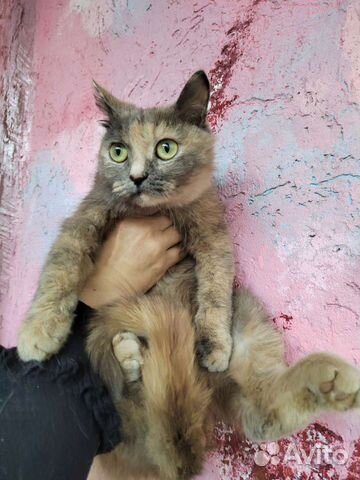 Кошка в добрые руки