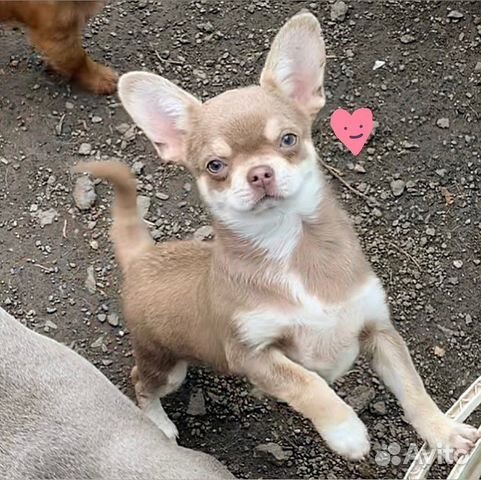 Перспективный лиловый подросток Чихуахуа