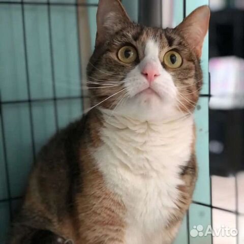 Кошка в дар бесплатно