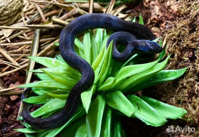 Узорчатый полоз