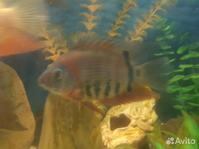 Аквариумные рыбки