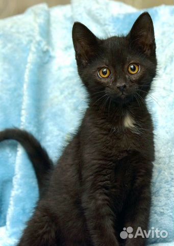 Котенок- ласковый мальчик, черная шерстка