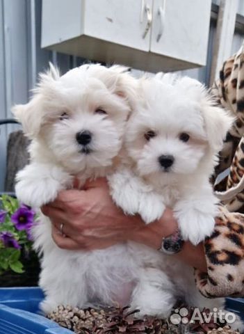 Щенки мальтезе