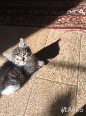 Котенок сибирский