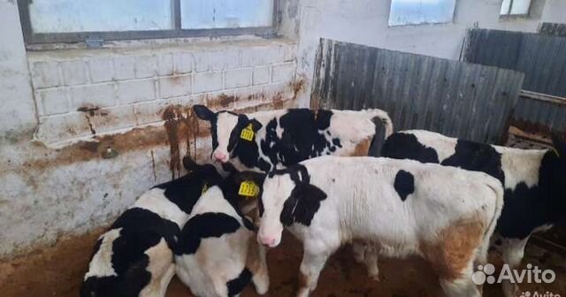 Продаем телята