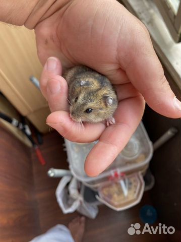 Джунгарский хомяк хомячки бесплатно