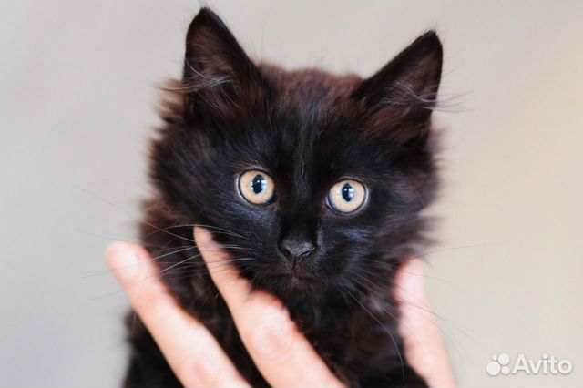 Котёнок милый пушистик