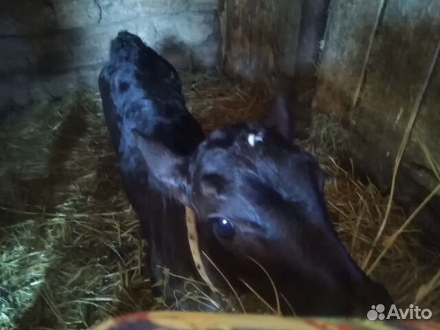 Продам телочку, 06.08. Торг уместен