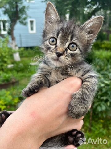 Котенок Карамелька только лучшим родителям