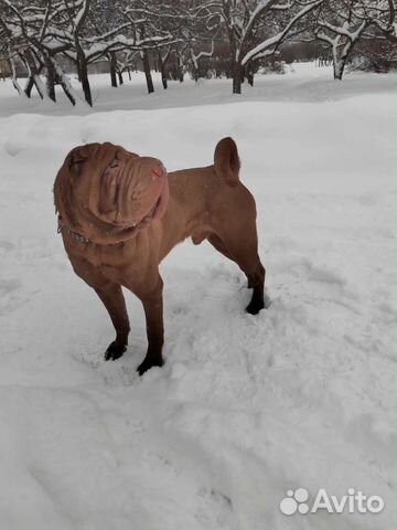 Шарпей вязка