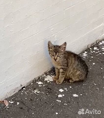 Спасите котенка