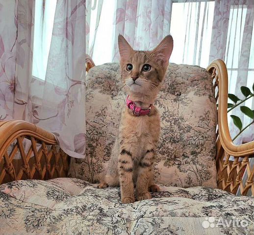 Чаузи ф1 кошка