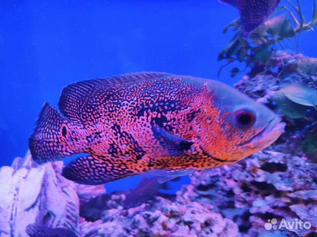 Астронотусы 2 штуки