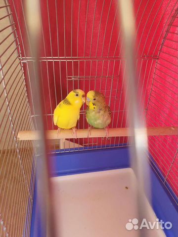 Волнистый попугай с клеткой