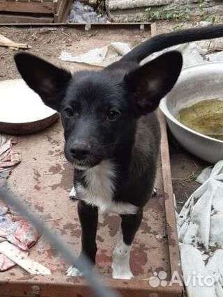 Ушастик ищет дом