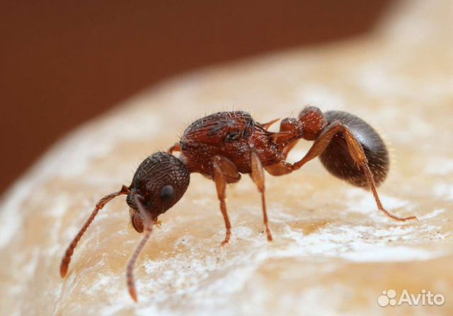 Myrmica Sp