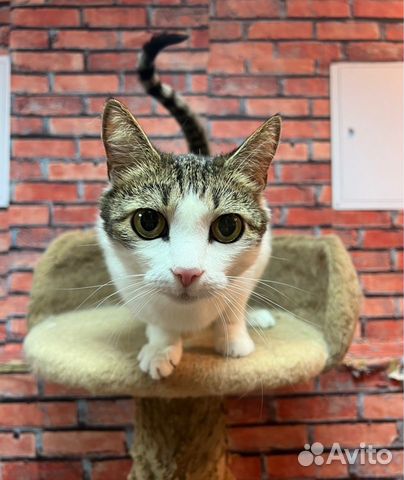 Очаровательная кошечка Тося 4 года ищет семью