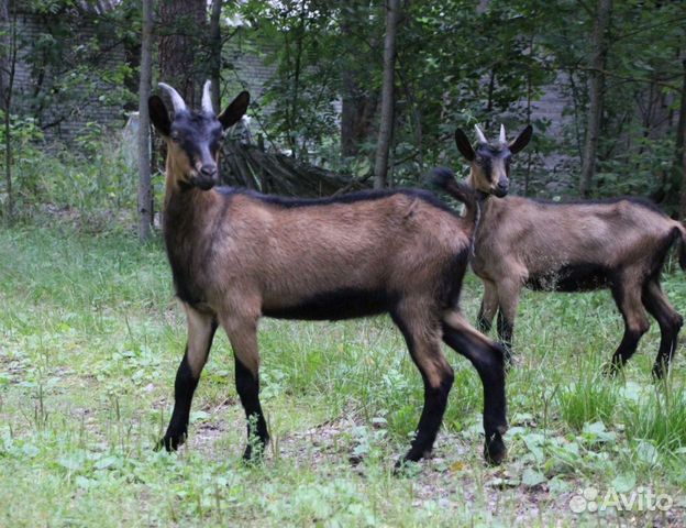 Коза альпийская