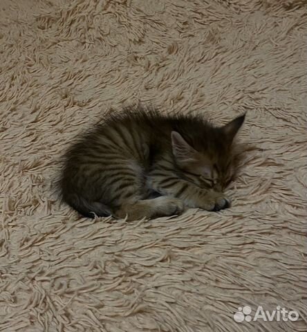 Котик в добрые руки