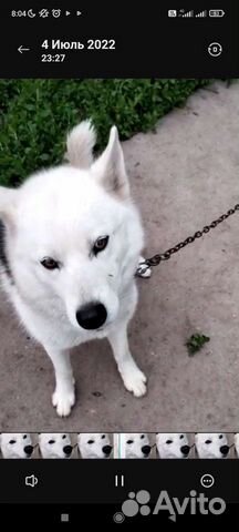 Девочка хаски помесь лайки